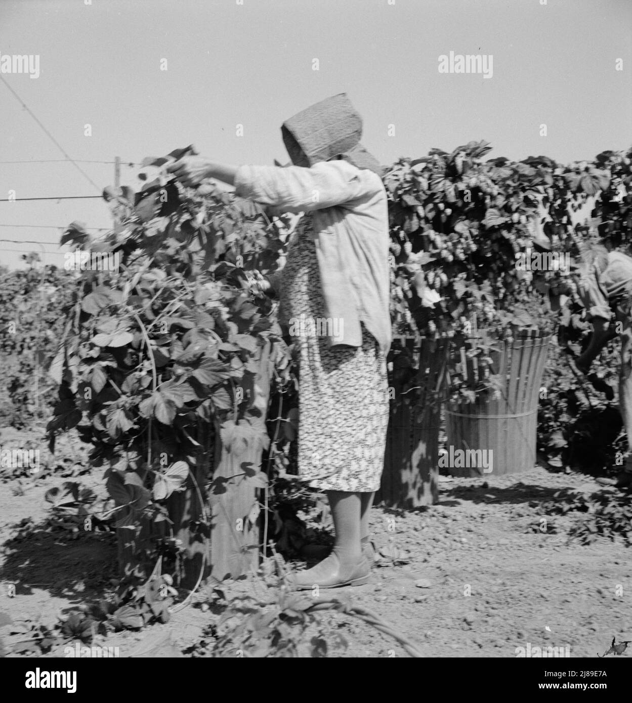 [Untitled, possibly related to: Migratory field workers in hop field ...