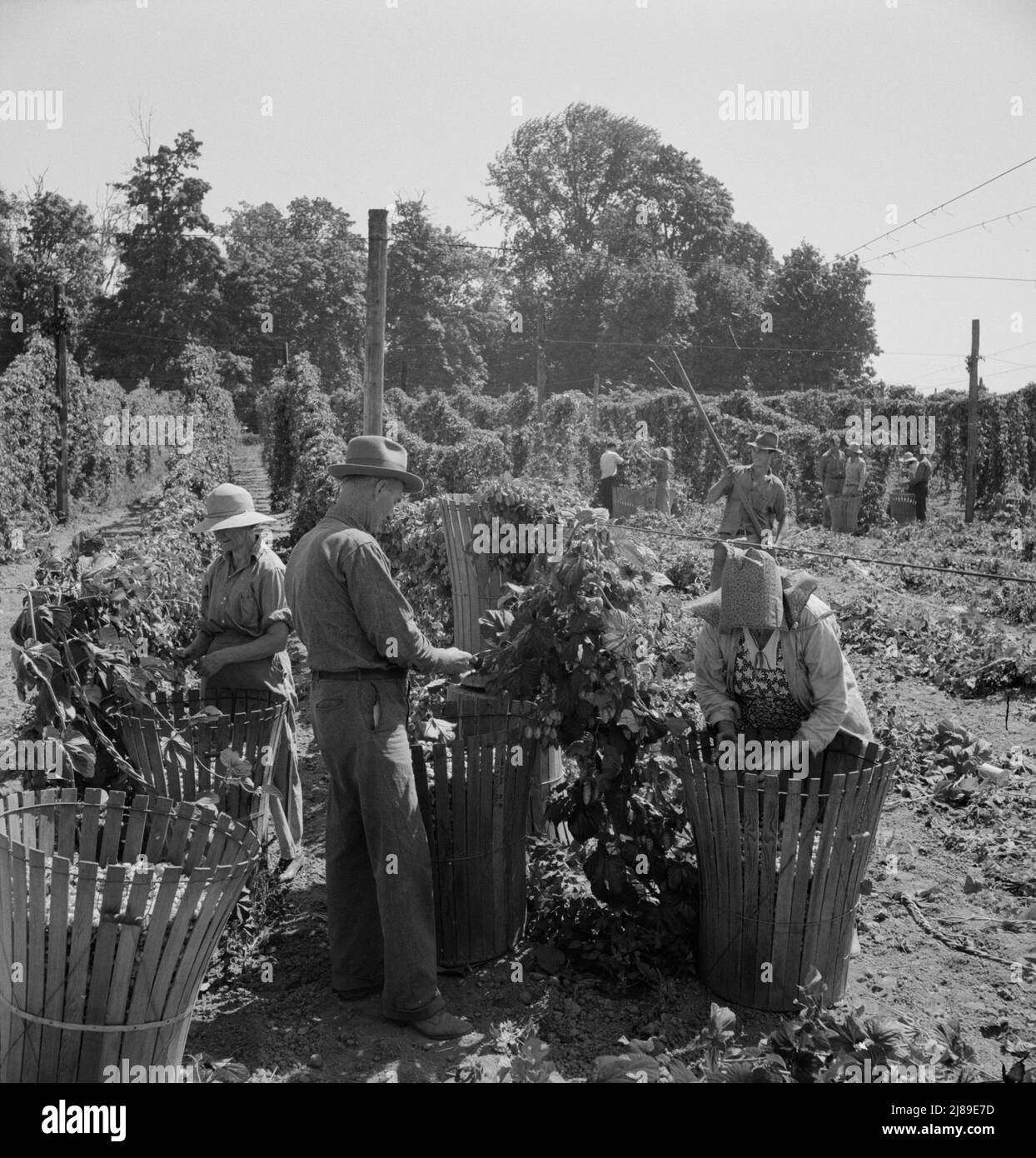 Working in the fields 1930s hi-res stock photography and images - Alamy