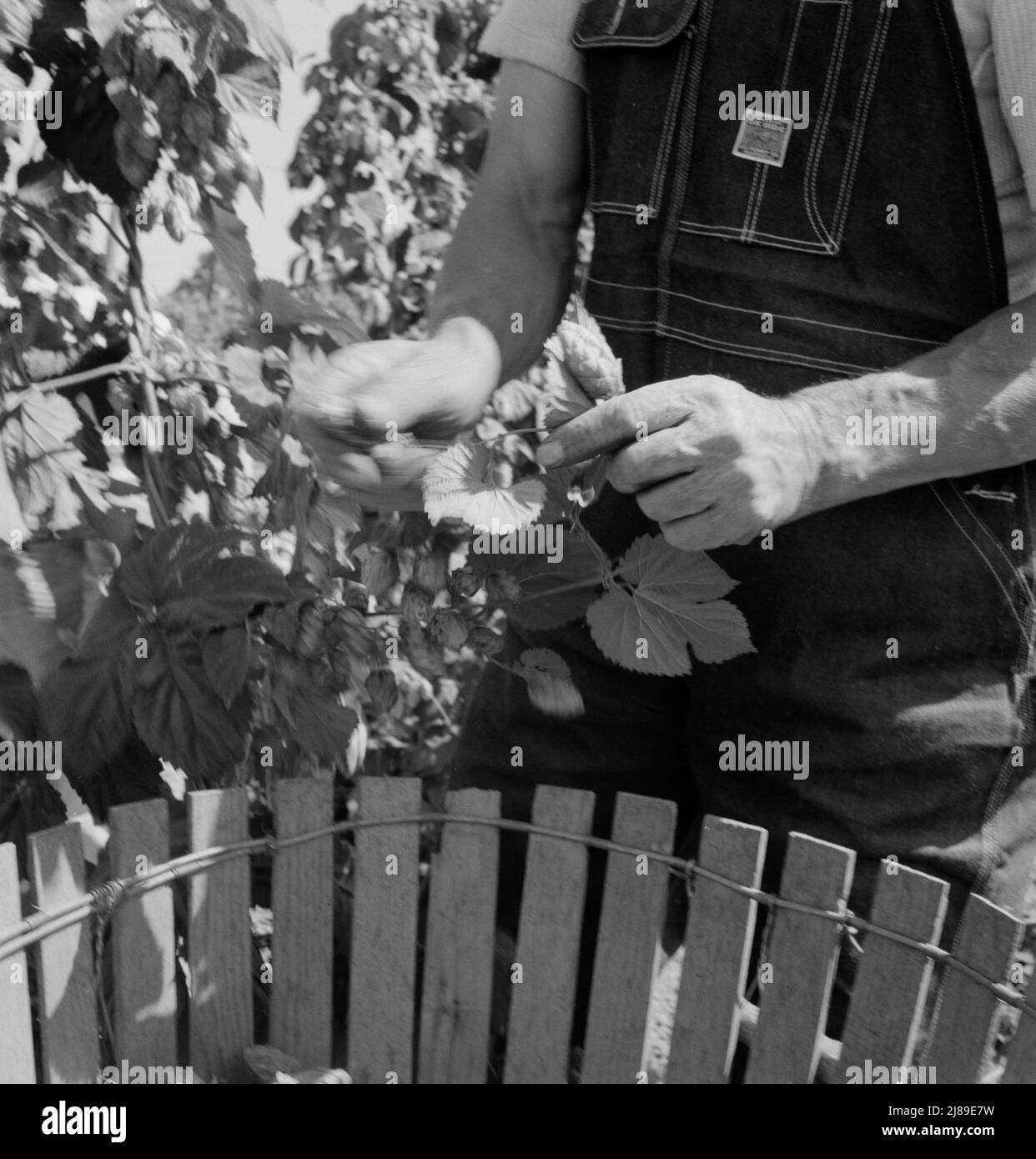 [Untitled, possibly related to: Hop picker, once Nebraska farm owner ...