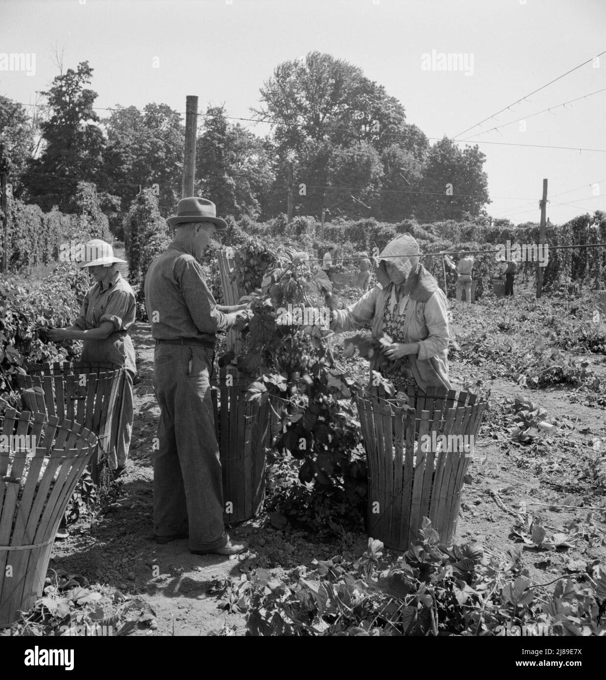 Migratory field workers in hop field. Near Independence, Oregon Stock ...