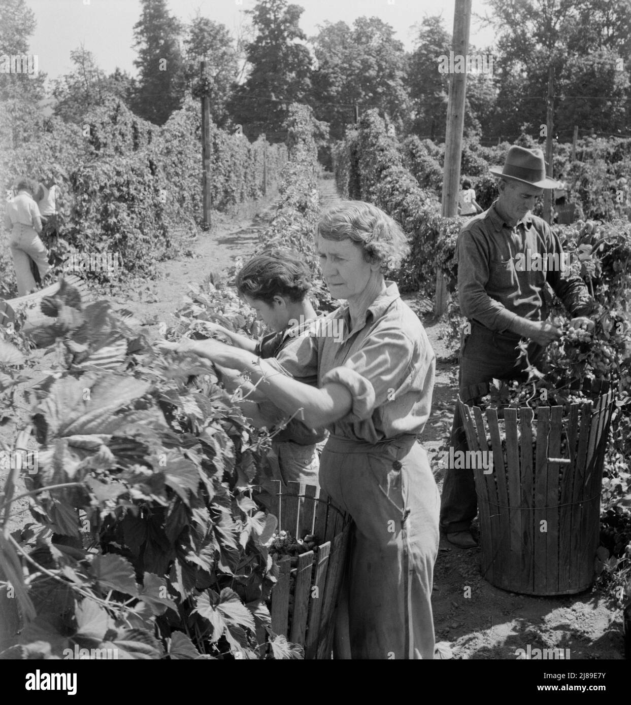 Hop pickers 1930s hi-res stock photography and images - Alamy
