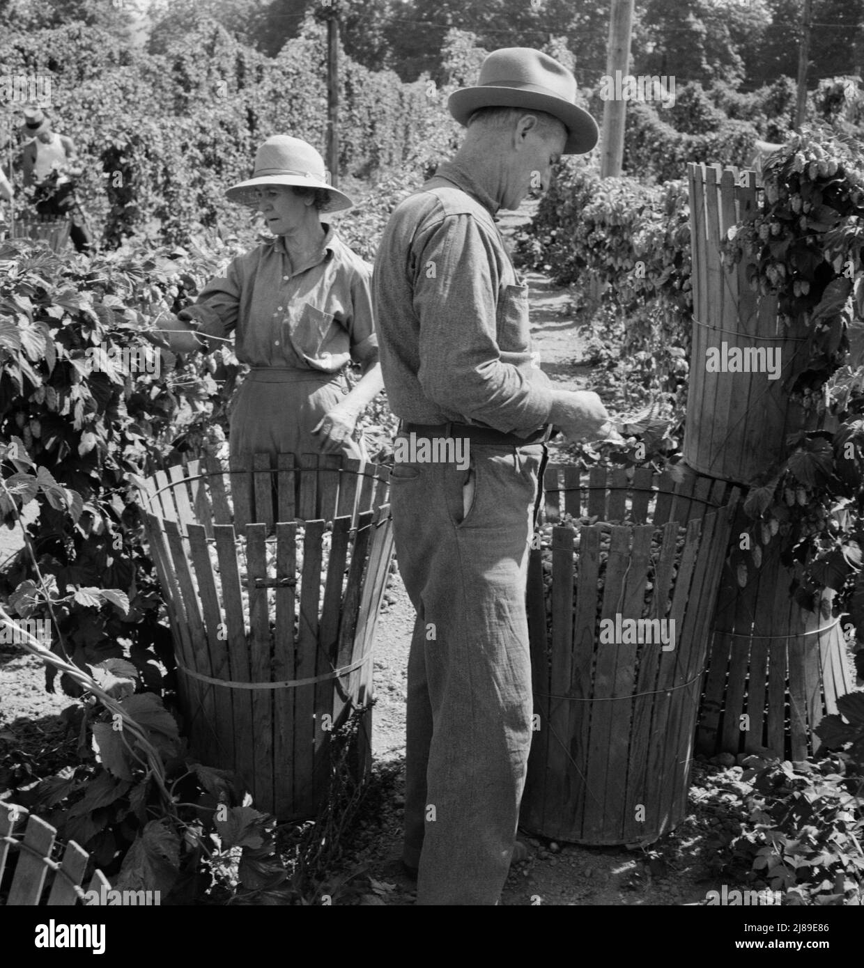 [Untitled, possibly related to: Migratory field workers in hop field ...