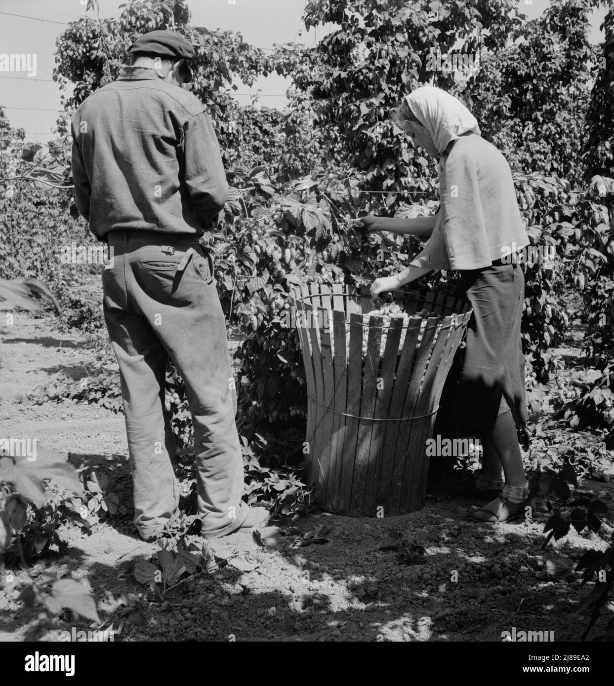 Hop pickers hi-res stock photography and images - Alamy