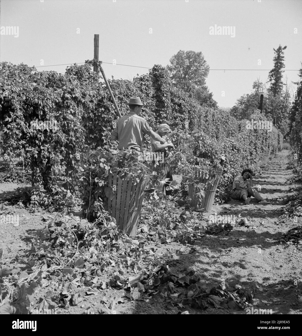 Hop farm picking american hi-res stock photography and images - Alamy