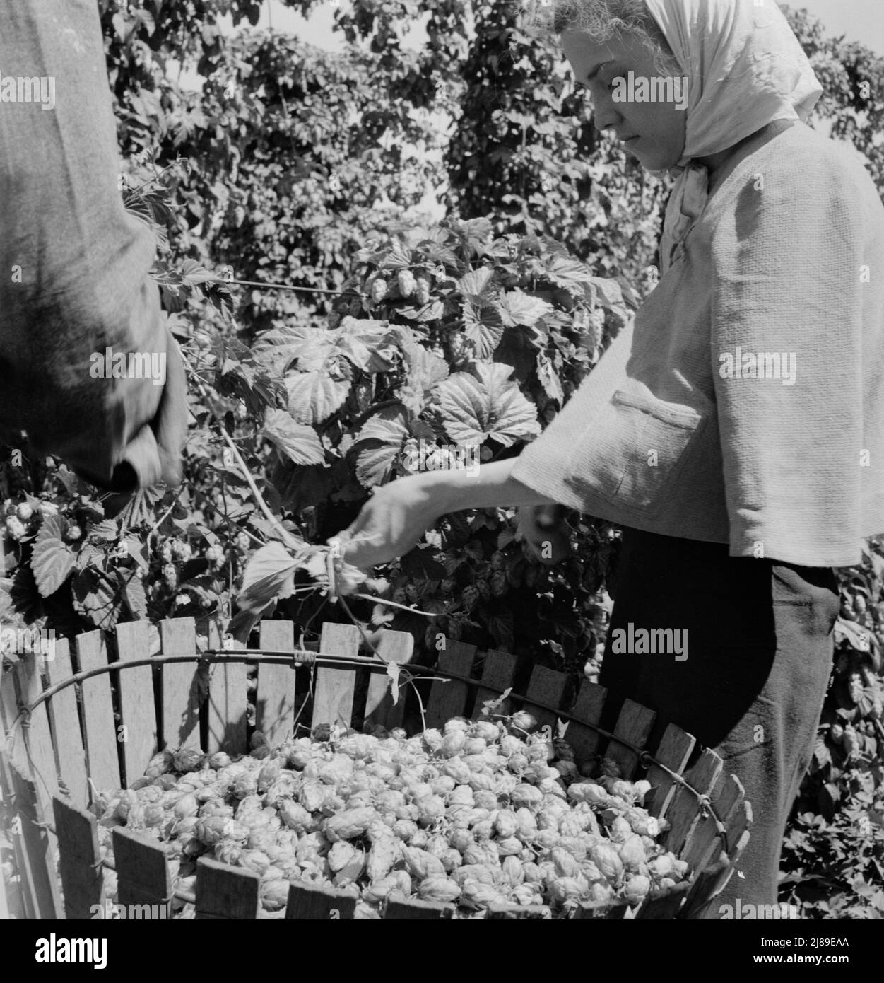 Hop harvest hi-res stock photography and images - Alamy