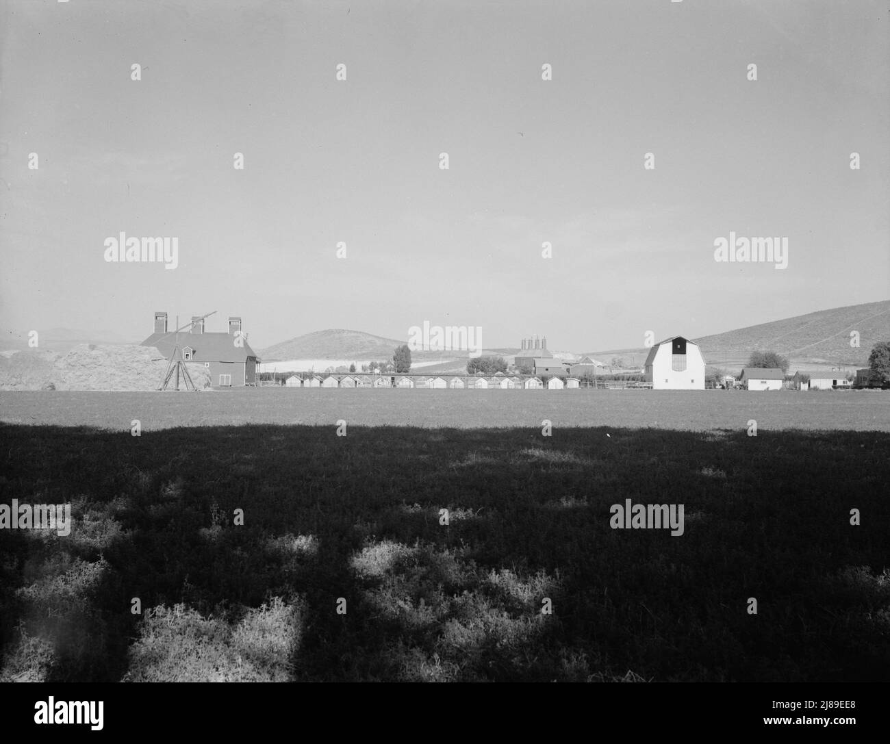 Washington, Yakima Valley, Moxee Valley district. Looking across ...