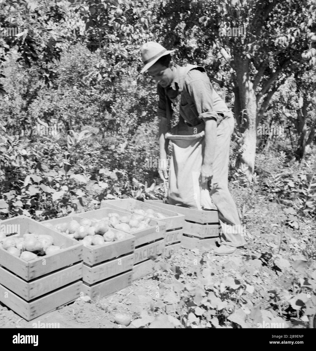 Dumping full sack of picked pears to lug box, which will be trucked to ...
