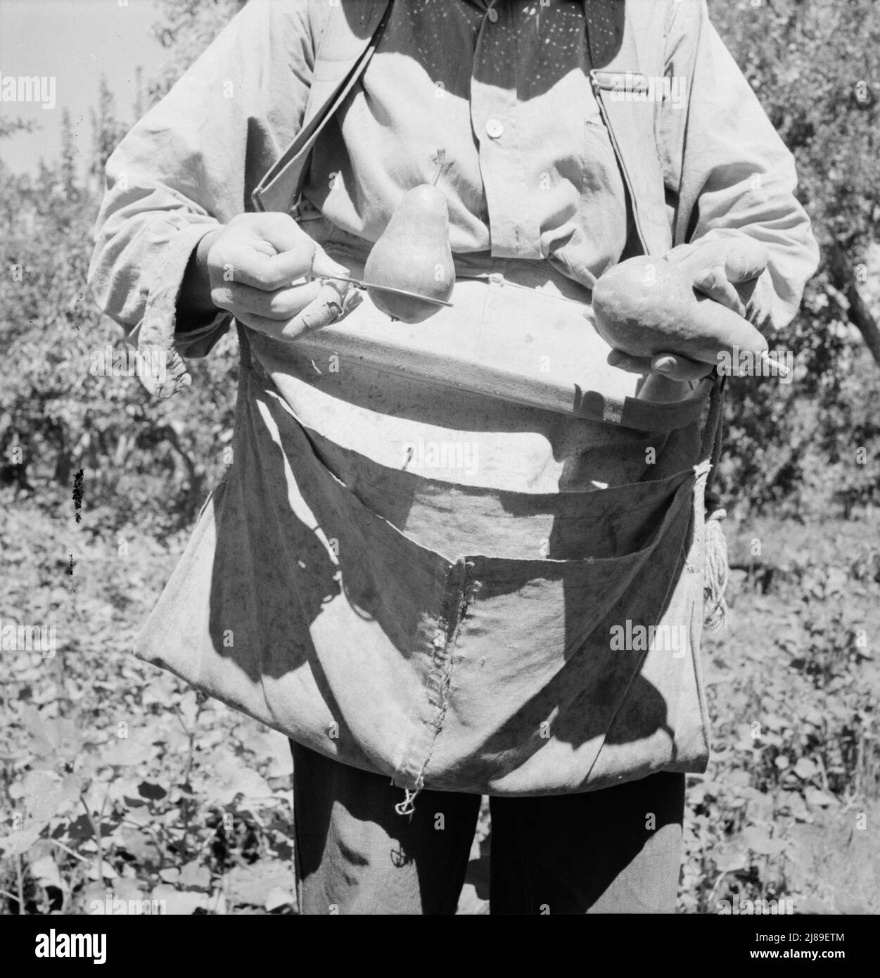 Picker demonstrates how pears are ringed. Washington, Yakima Valley ...