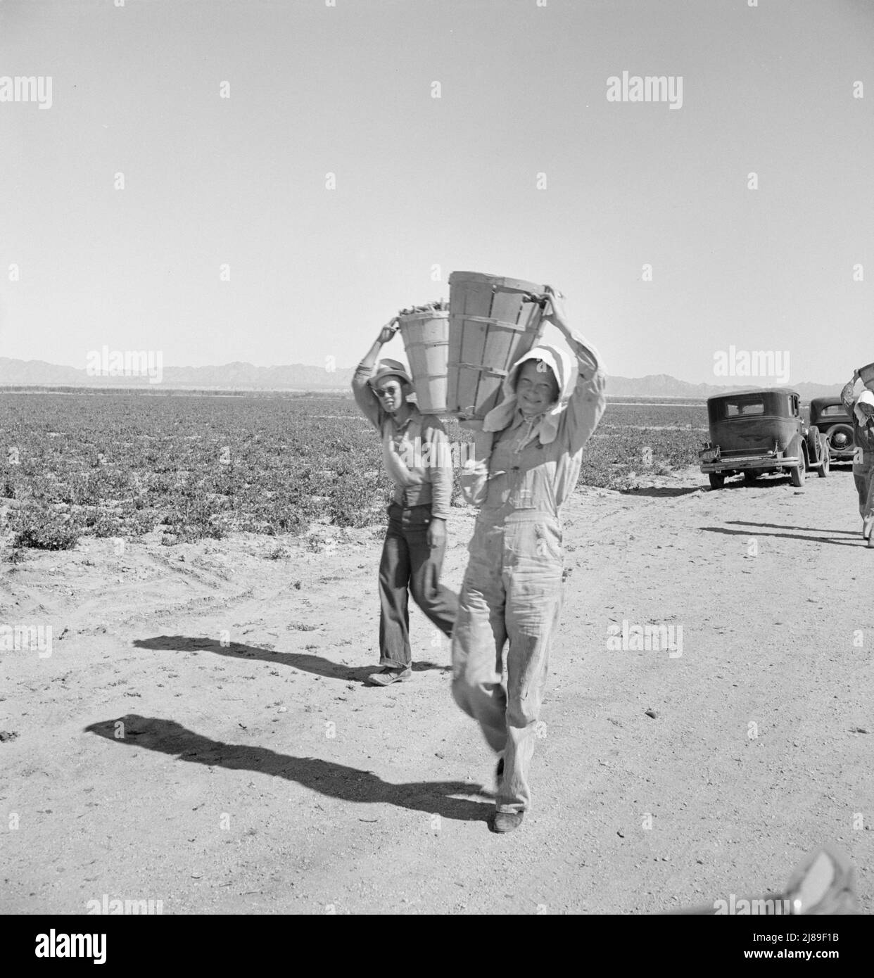 Pea pickers coming in to the weigh master. Near Calipatria, California ...