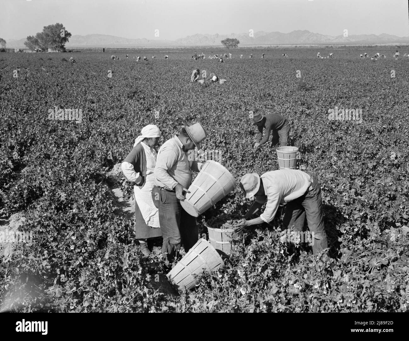 Pea picker Black and White Stock Photos & Images - Alamy