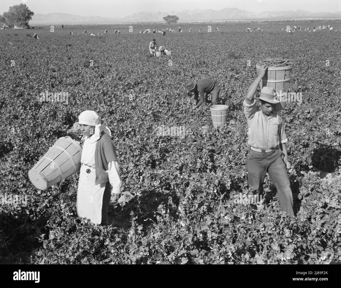 Pea pickers near Calipatria, California Stock Photo - Alamy