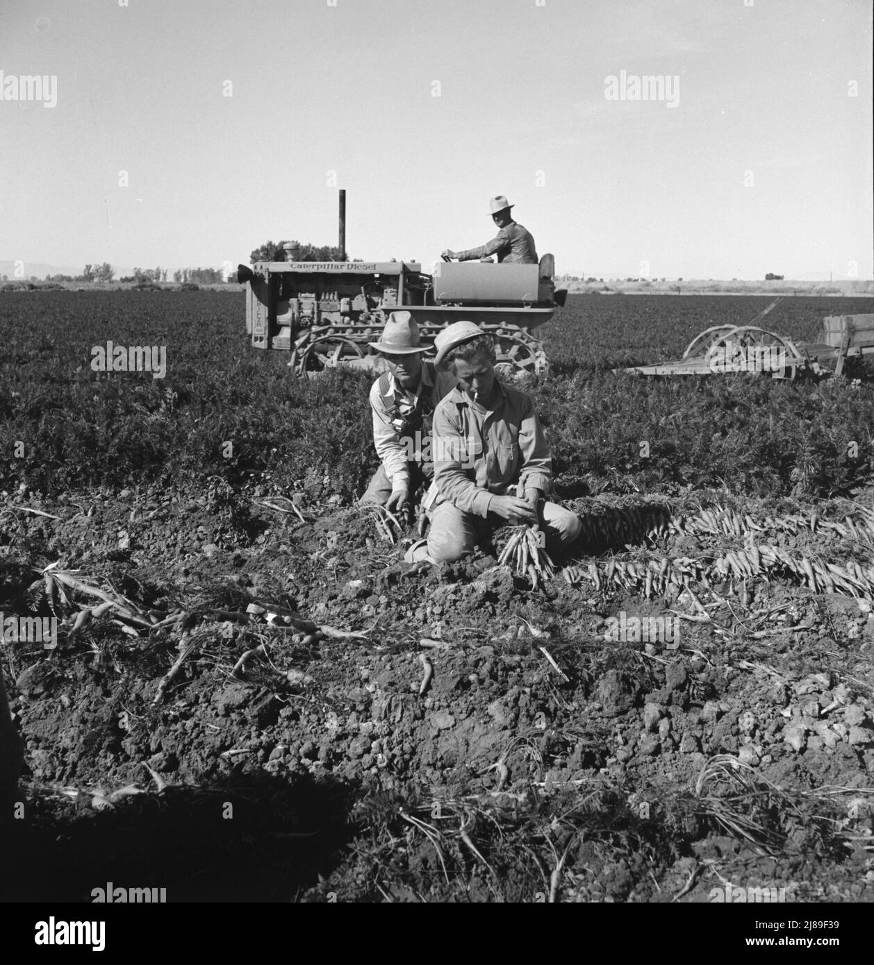 Near Meloland, Imperial Valley. Large scale agriculture. Gang labor ...