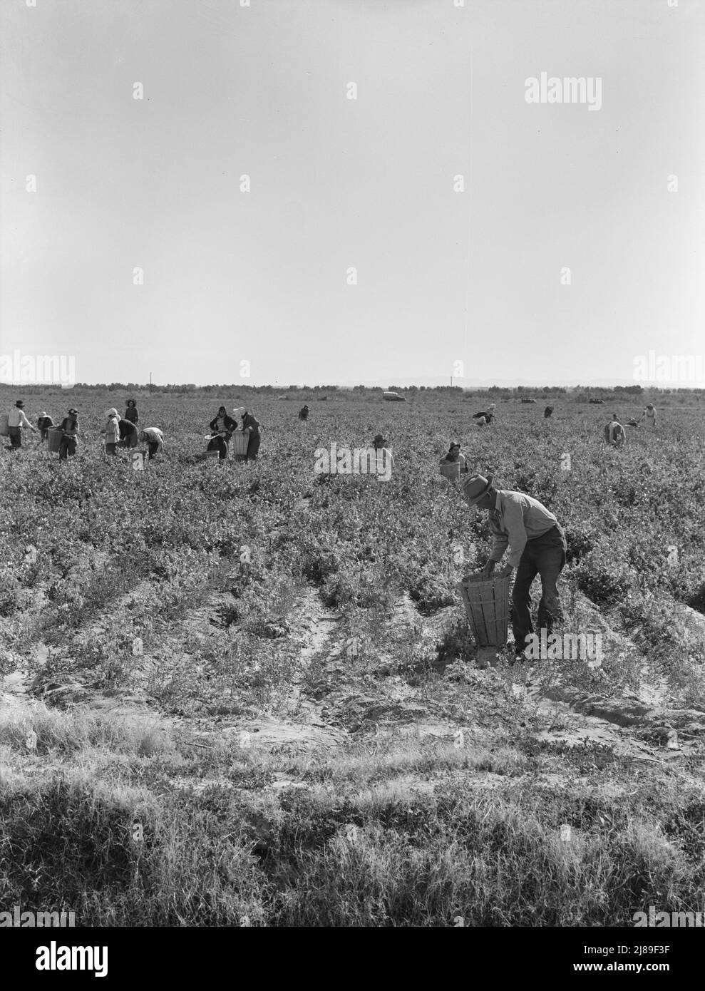 Pea woman Black and White Stock Photos & Images - Alamy