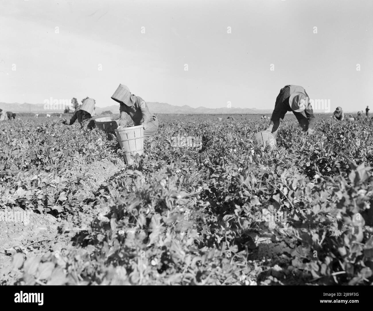 Pea pickers near Calipatria, California Stock Photo - Alamy