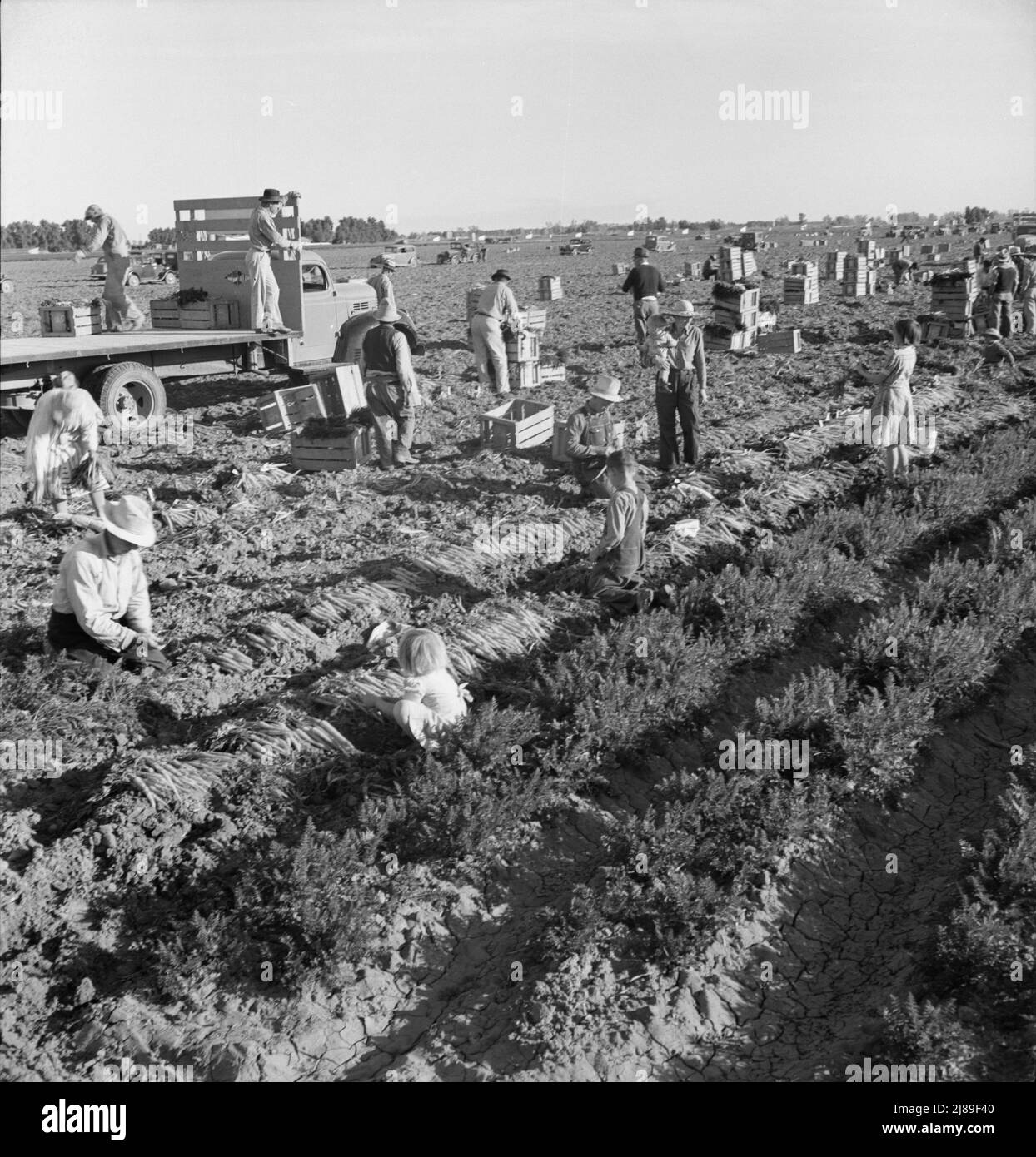 Near Meloland, Imperial Valley. Large scale agriculture. Gang labor ...