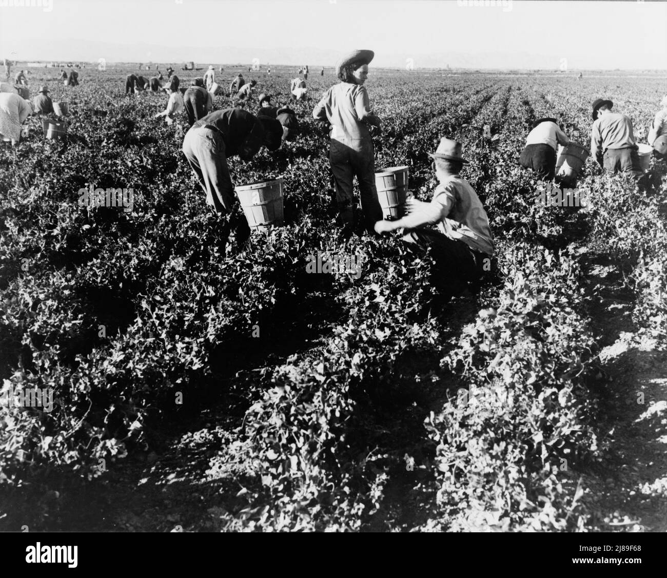 Pea pickers. California Stock Photo - Alamy