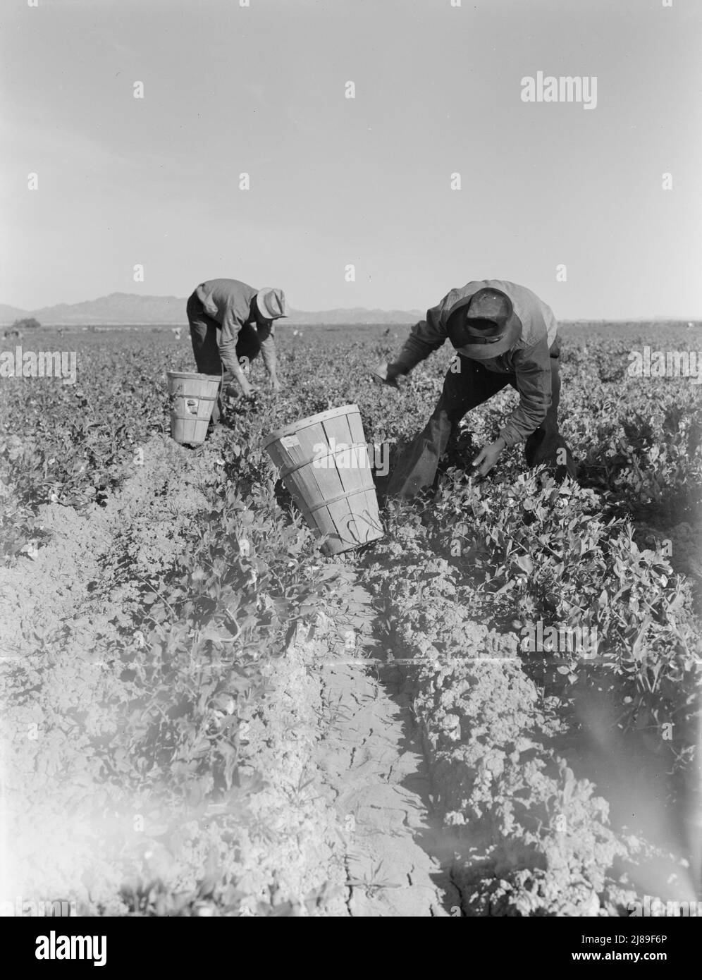 Pea pickers near Calipatria, California Stock Photo - Alamy