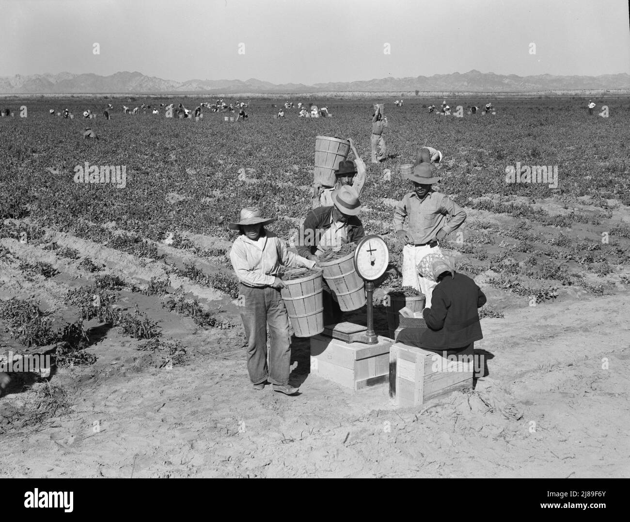 Open air food factory. Weighing in peas. California Stock Photo - Alamy