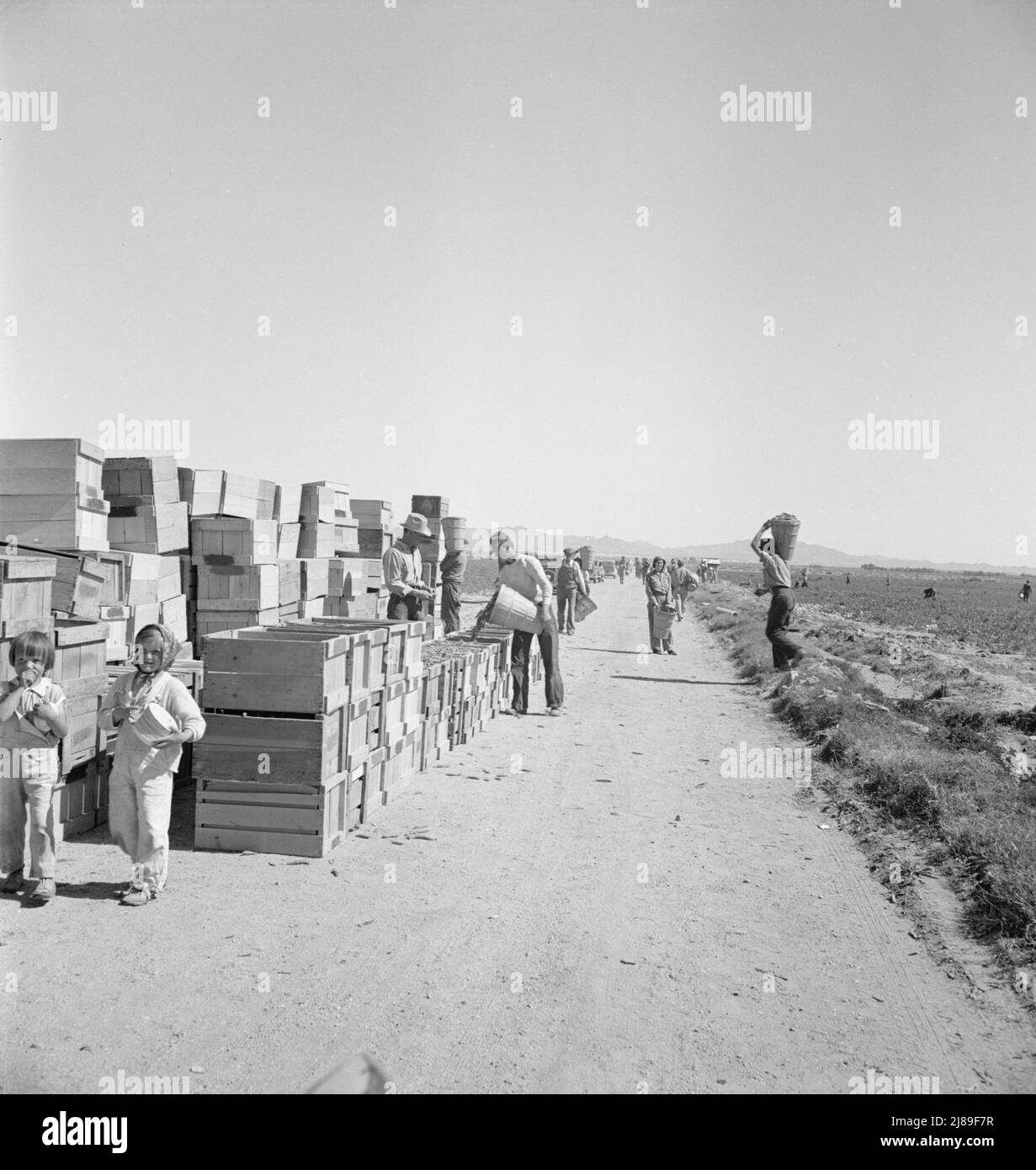 Pea harvest. Large-scale industrialized agriculture on Sinclair Ranch ...