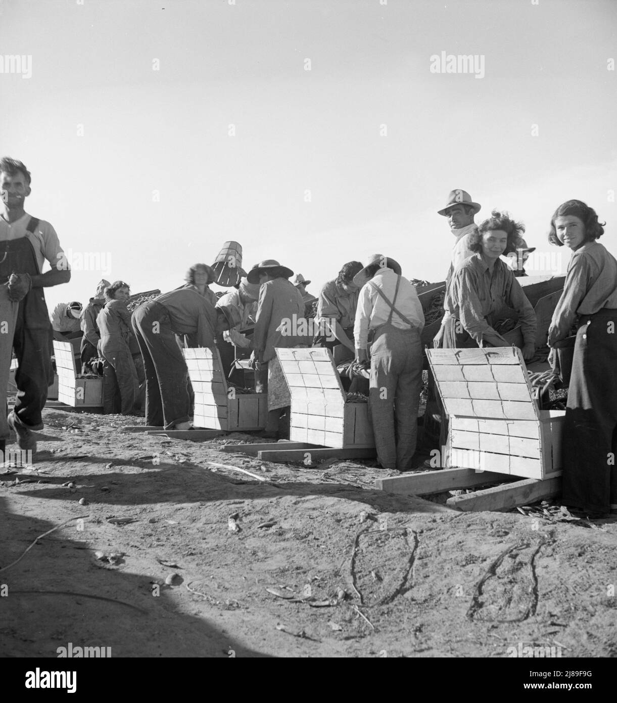 On edge of the pea field hi-res stock photography and images - Alamy