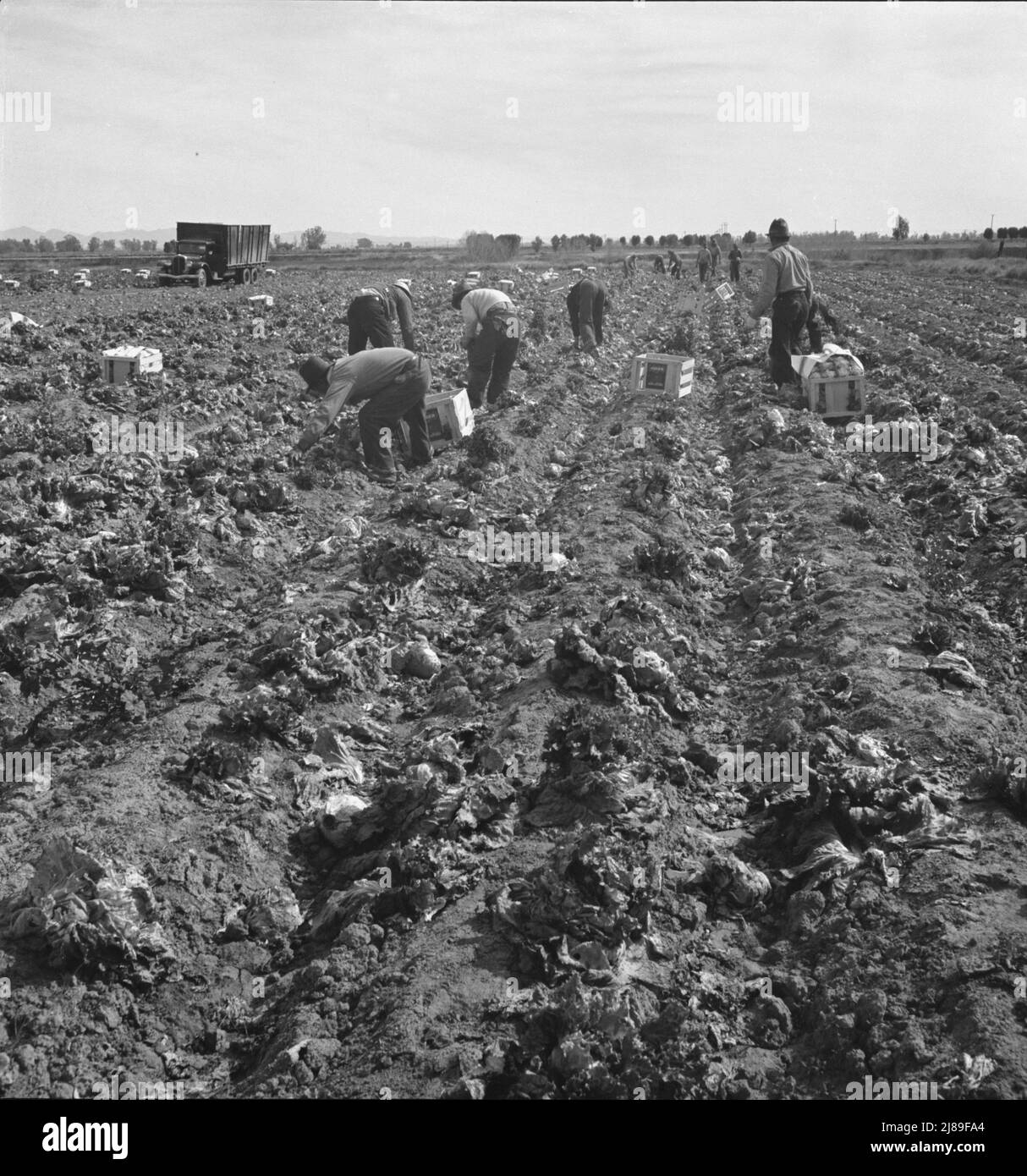 Filipino field gang in lettuce. Brawley, Imperial Valley, California ...