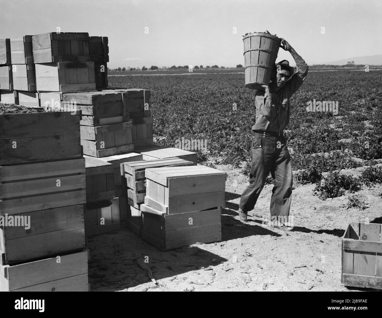 Pea picker. Imperial Valley, California Stock Photo - Alamy