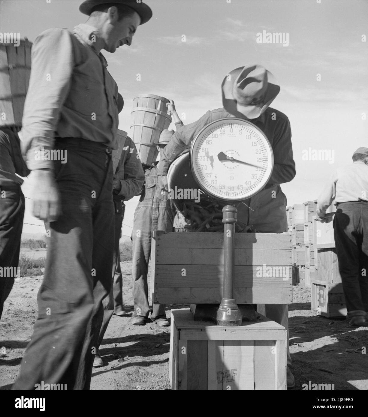 Pea picker at scales. Near Calipatria, Imperial Valley, California ...