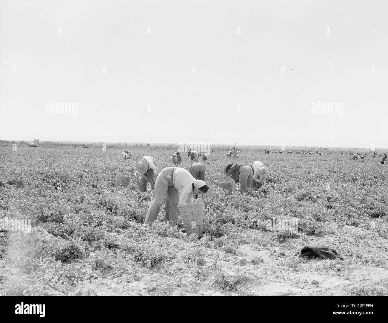 Pea pickers near Calipatria, California Stock Photo - Alamy