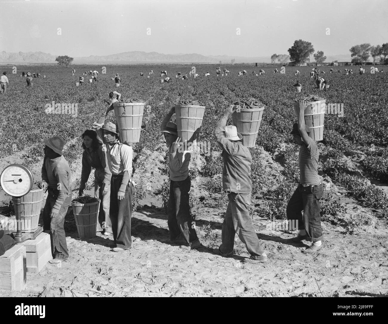 Pea pickers line up on edge of field at weigh scale. Near Calipatria ...