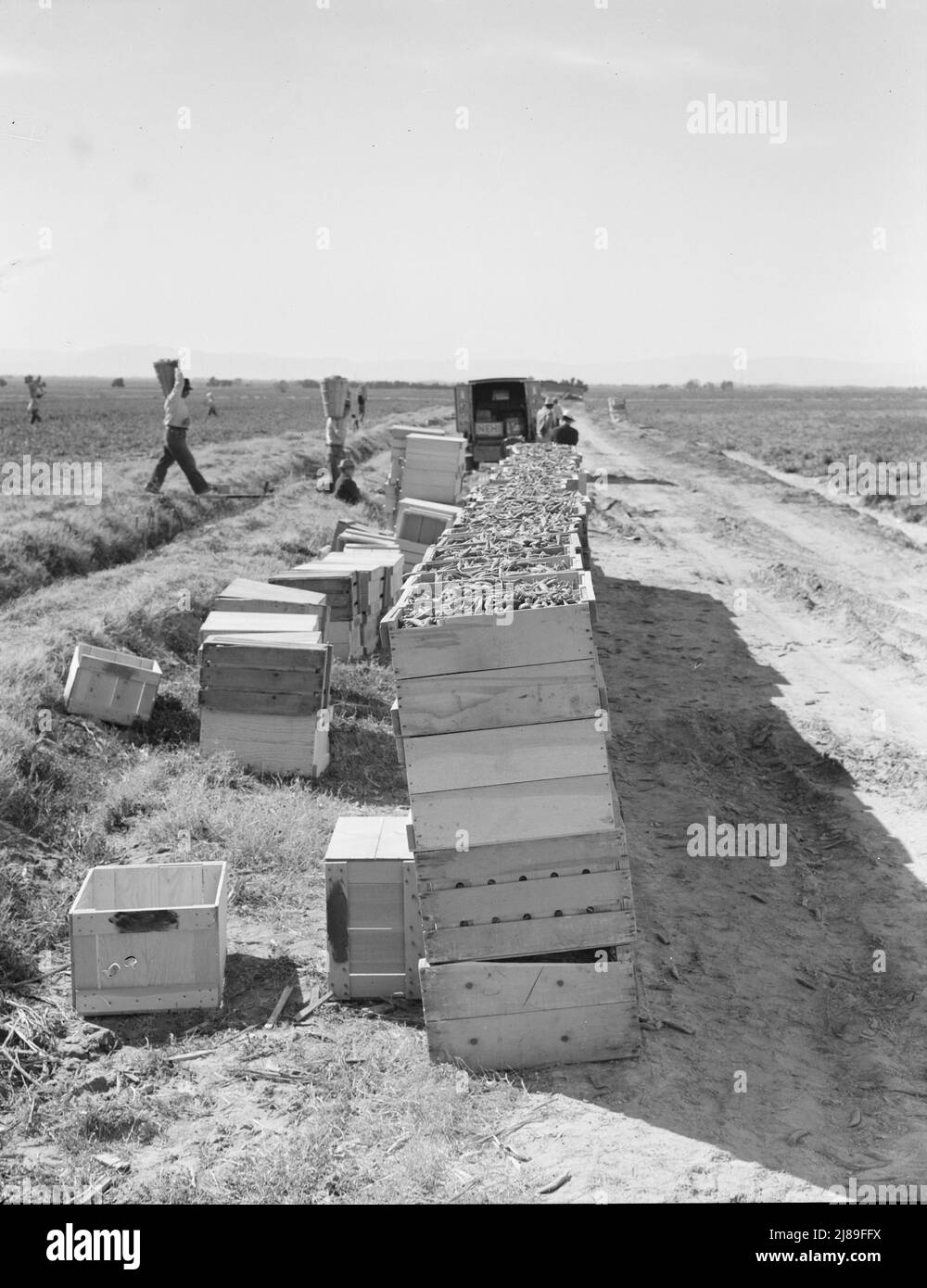 Pea harvest. Large-scale industrialized agriculture on Sinclair Ranch ...