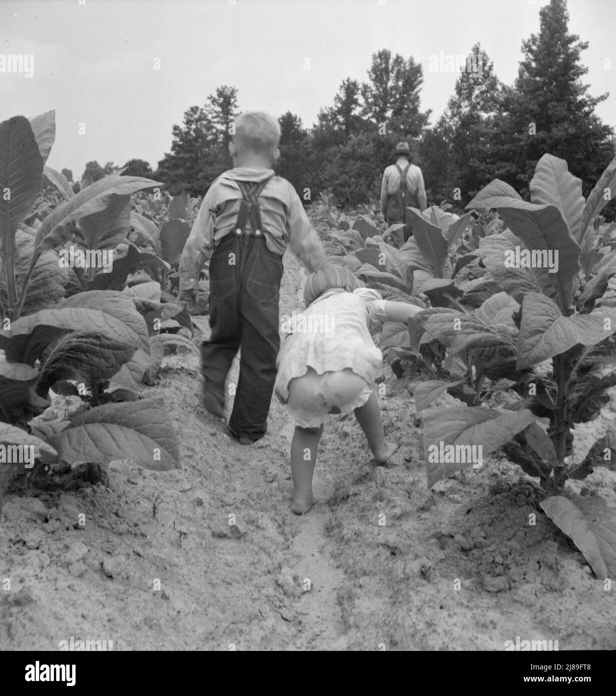 Children helping father, tobacco sharecropper, at work in tobacco patch ...