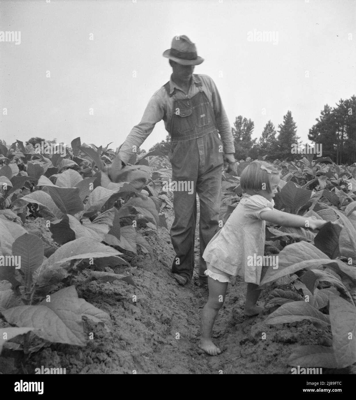 Children helping father, tobacco sharecropper, at work in tobacco patch ...