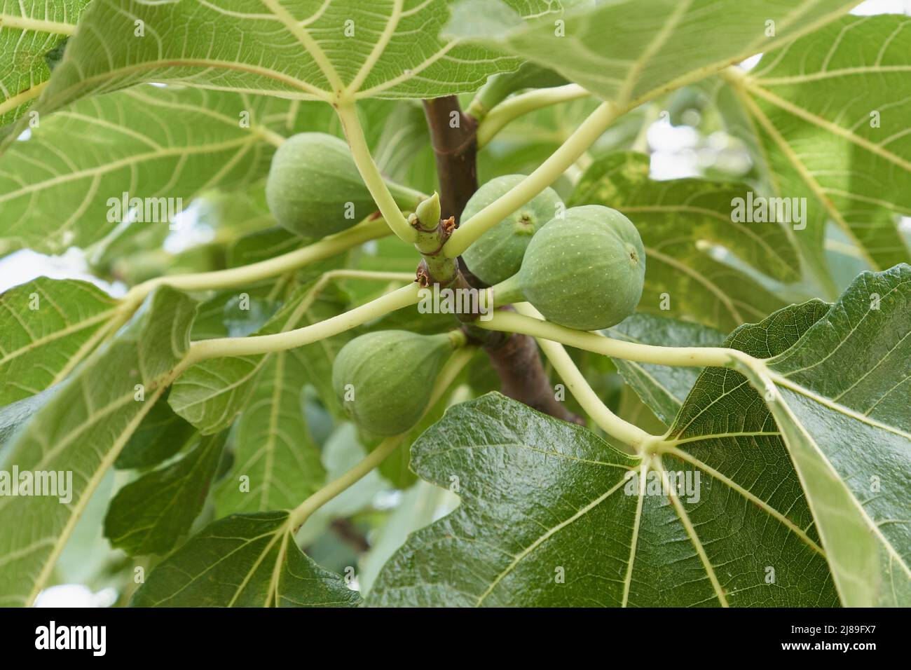 Fig branch of tree hi-res stock photography and images - Alamy