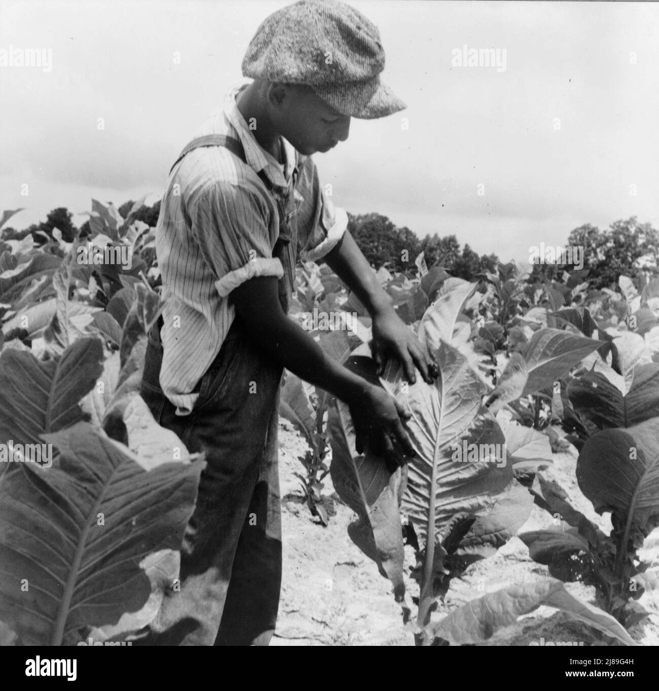 Son of Negro sharecropper "worming" tobacco. Wake County, North ...