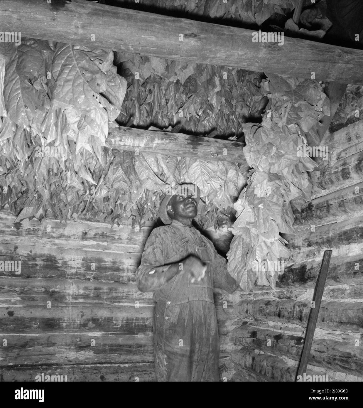 [Untitled, possibly related to: Son of sharecropper and sub tenant ...