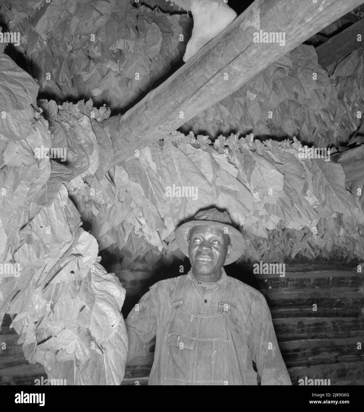 [Untitled, possibly related to: Son of sharecropper and sub tenant ...