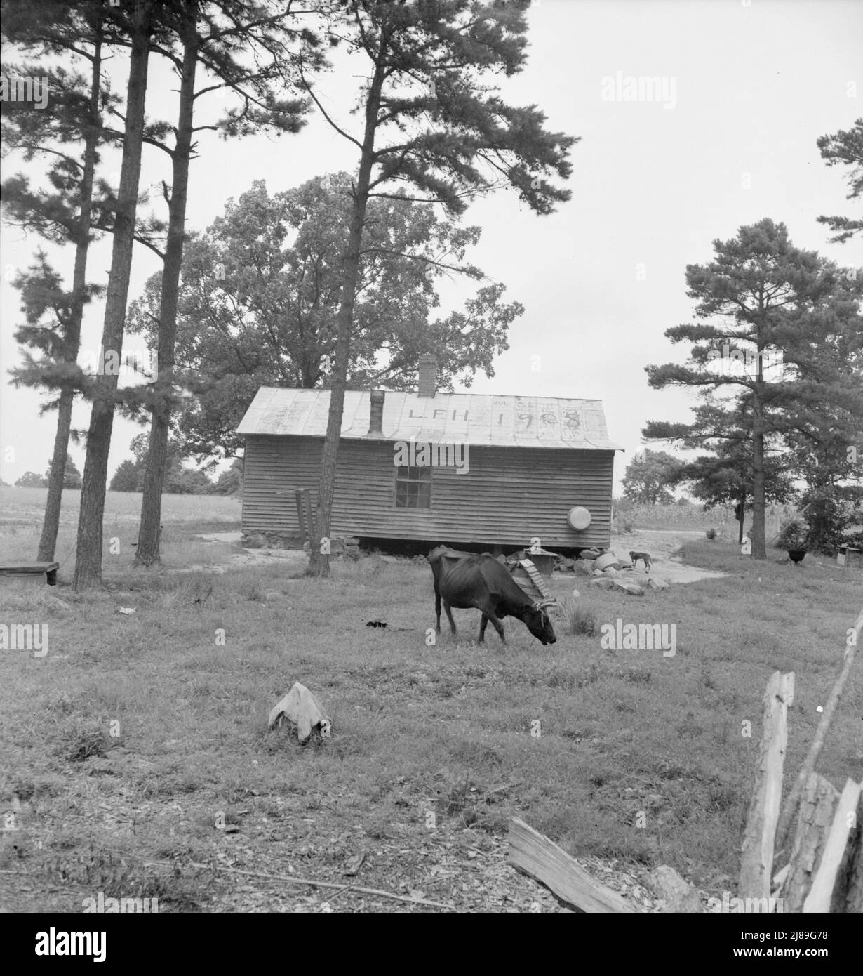 Negro sharecropper house seen from rear. Note pine trees and light ...
