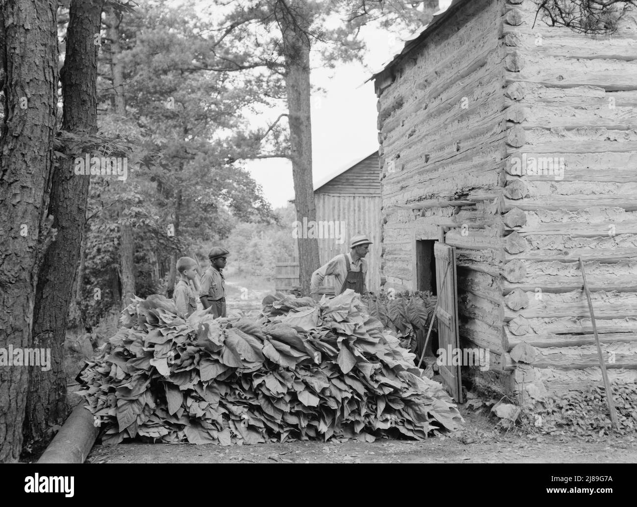 Putting in tobacco after the morning work. Shoofly, North Carolina ...
