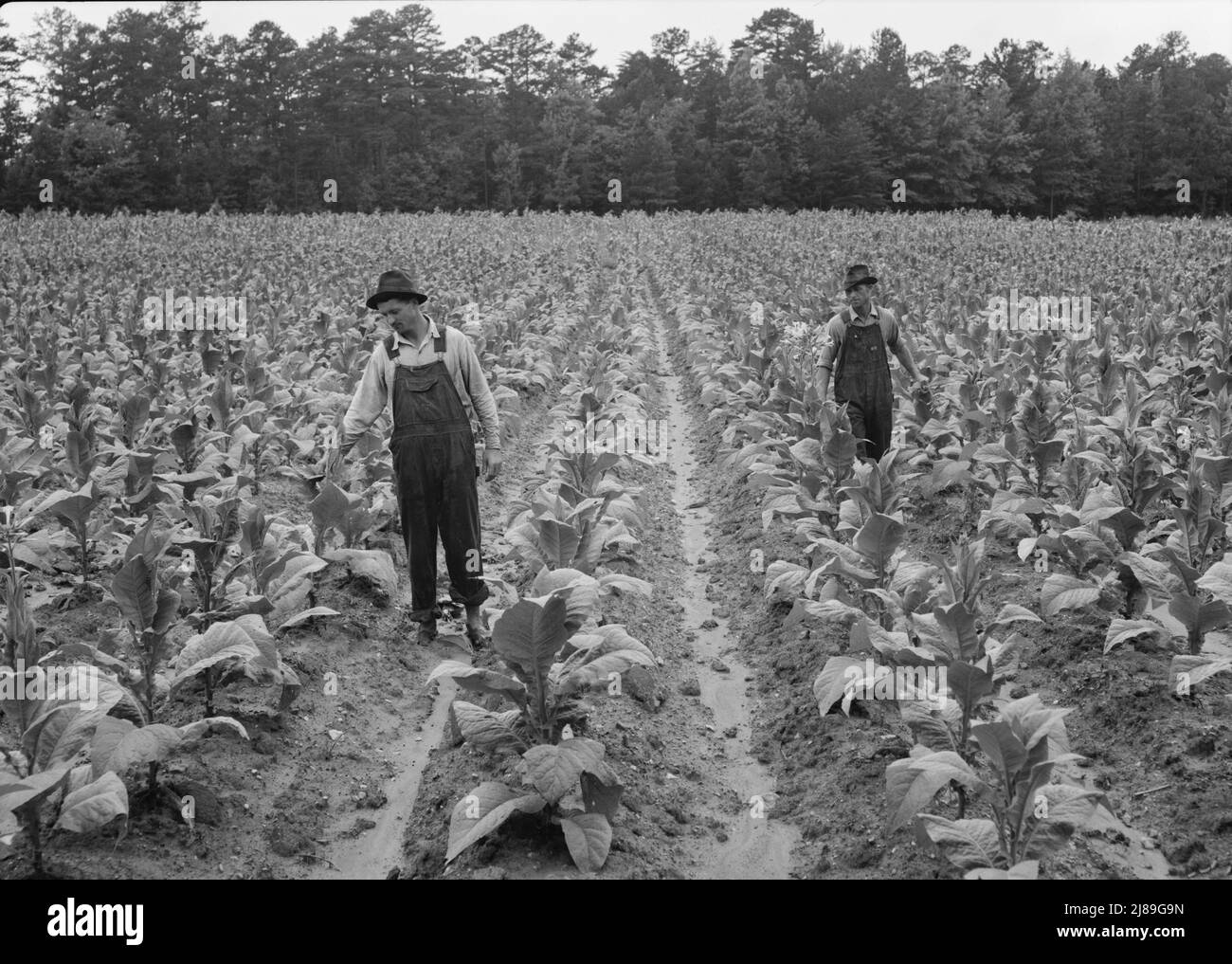 Topping tobacco. Shoofly, North Carolina Stock Photo - Alamy