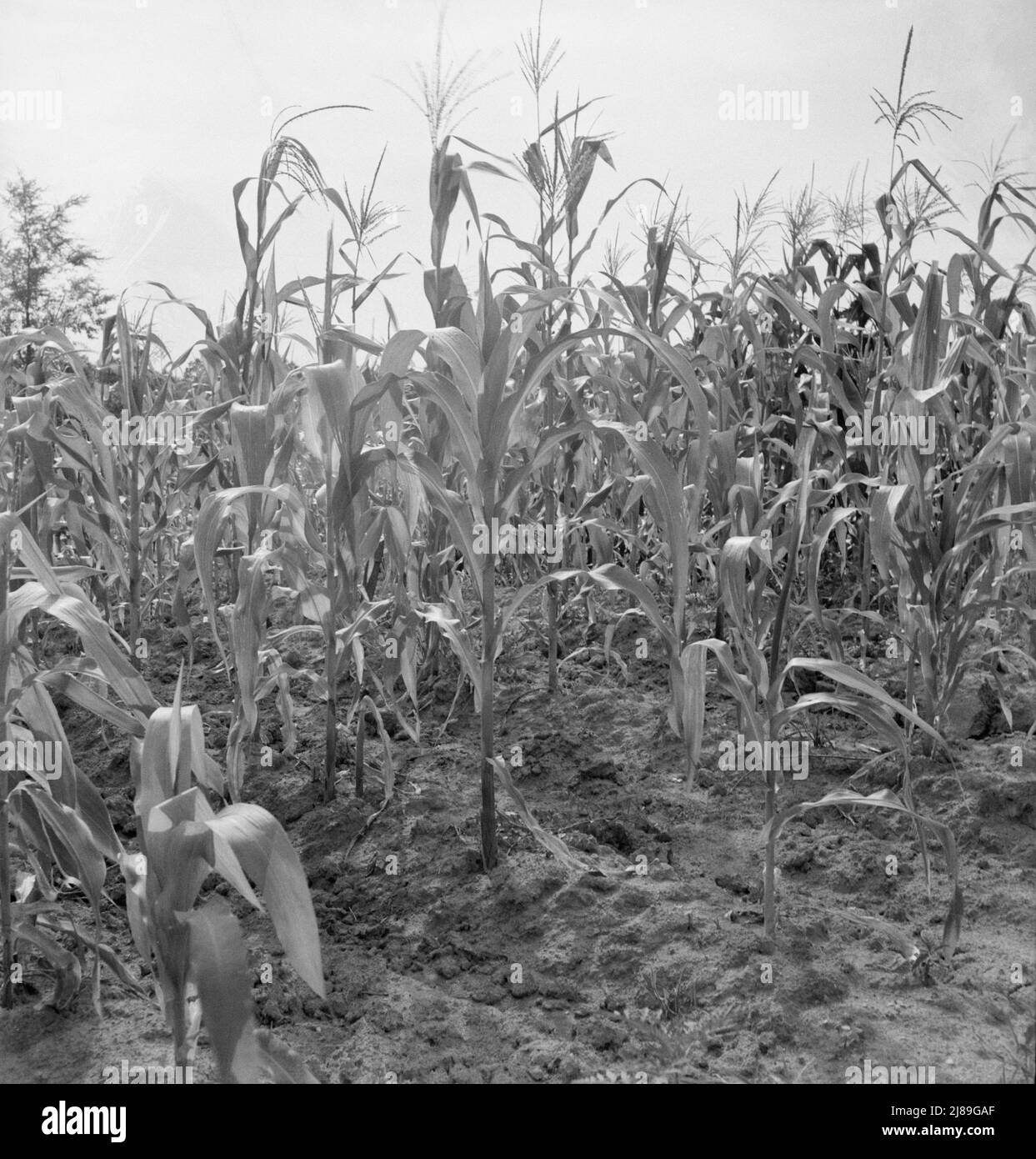 Poor corn hi-res stock photography and images - Alamy