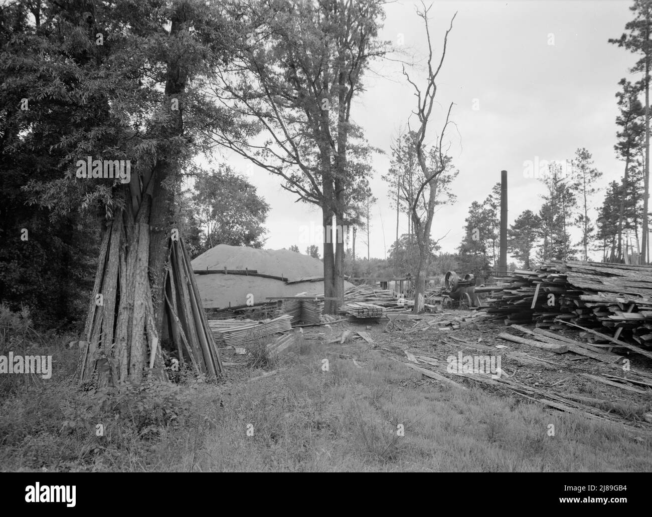 Pine trees in small Black and White Stock Photos & Images - Alamy