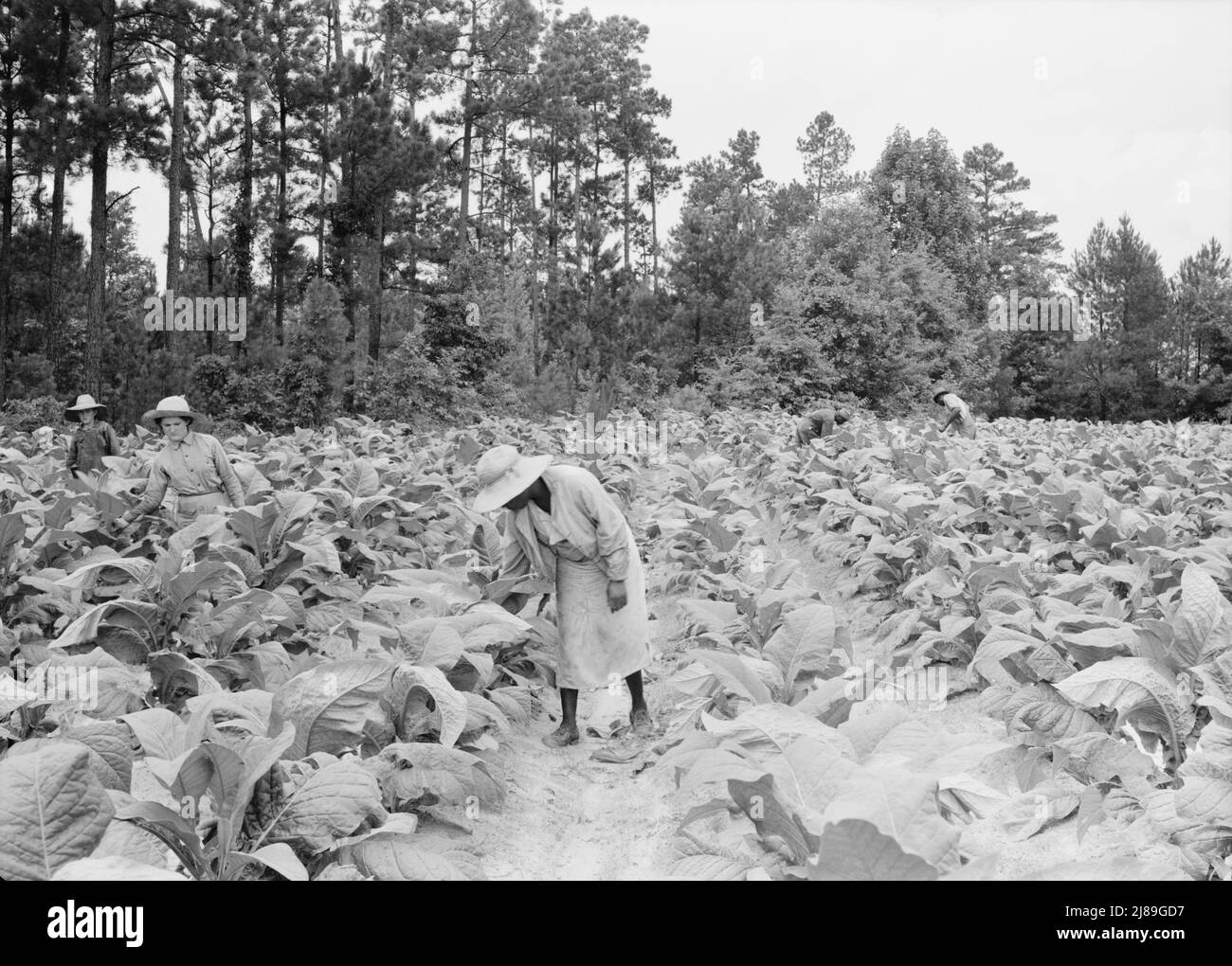 Southern plantation owners Black and White Stock Photos & Images - Alamy