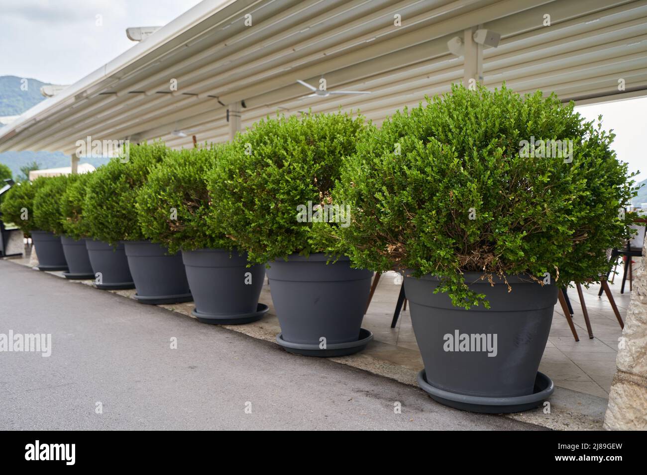 Boxwood hi-res stock photography and images - Alamy