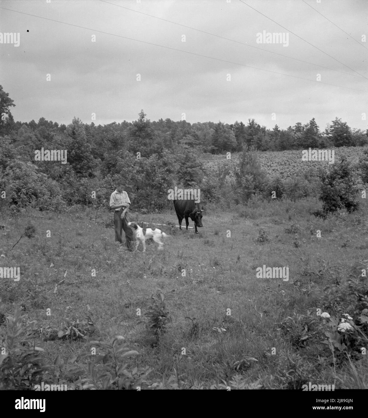 Poor companion plant hi-res stock photography and images - Alamy