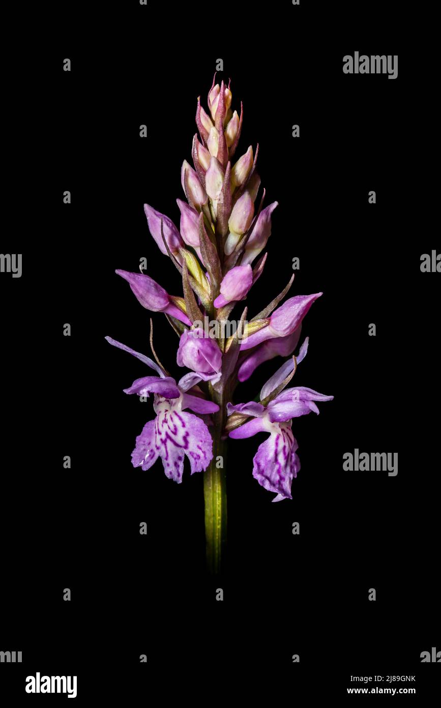 Orchid specimen hi-res stock photography and images - Alamy