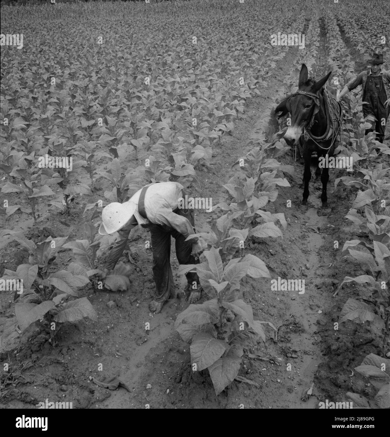 Tenant farming and sharecropping Black and White Stock Photos & Images ...