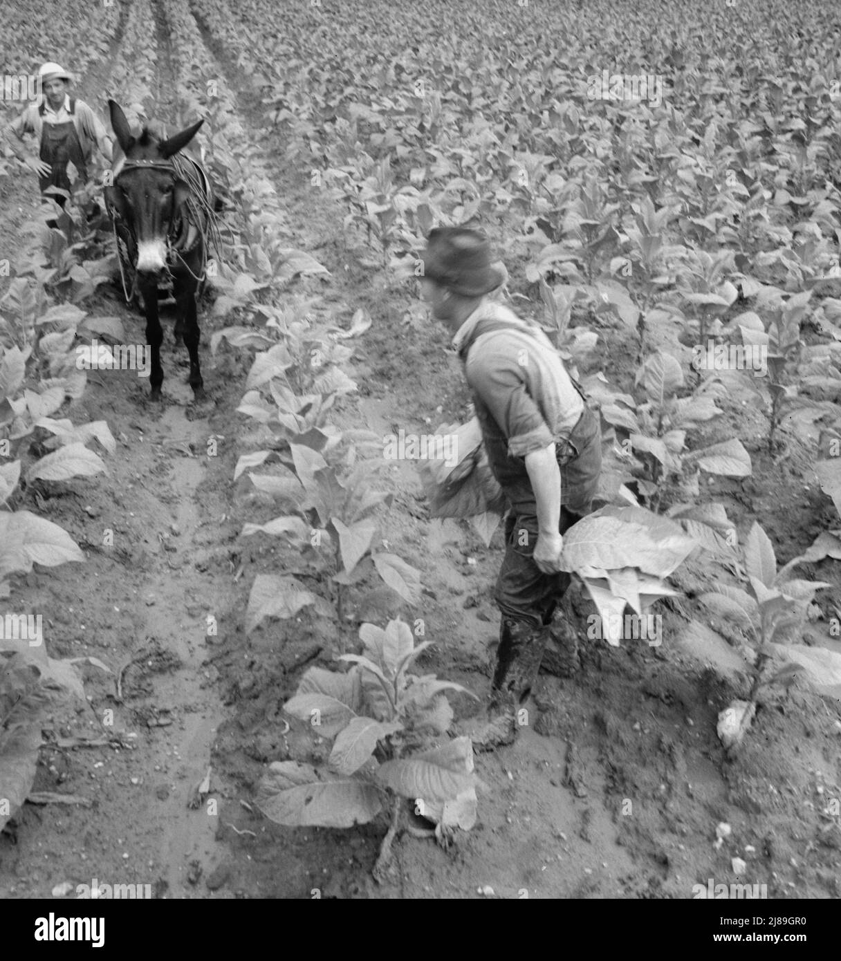 Tenant farming and sharecropping hi-res stock photography and images ...