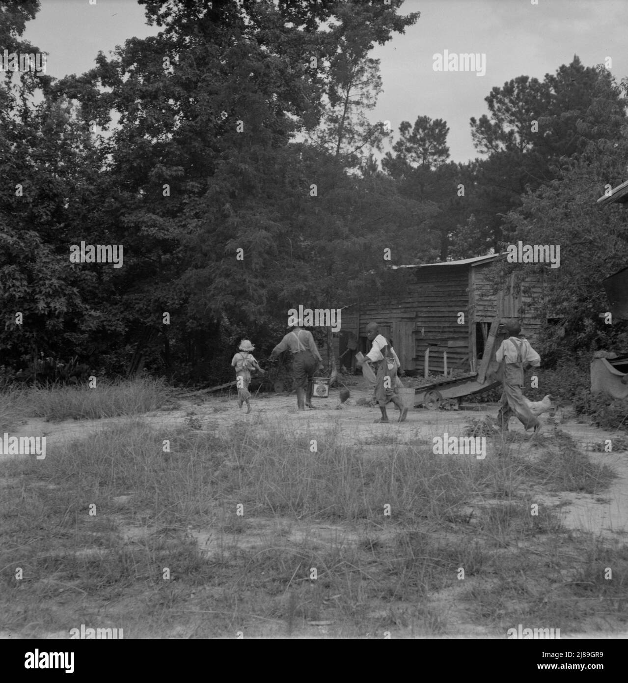 Noontime chores on Negro tenant farm. The grandfather and children off ...