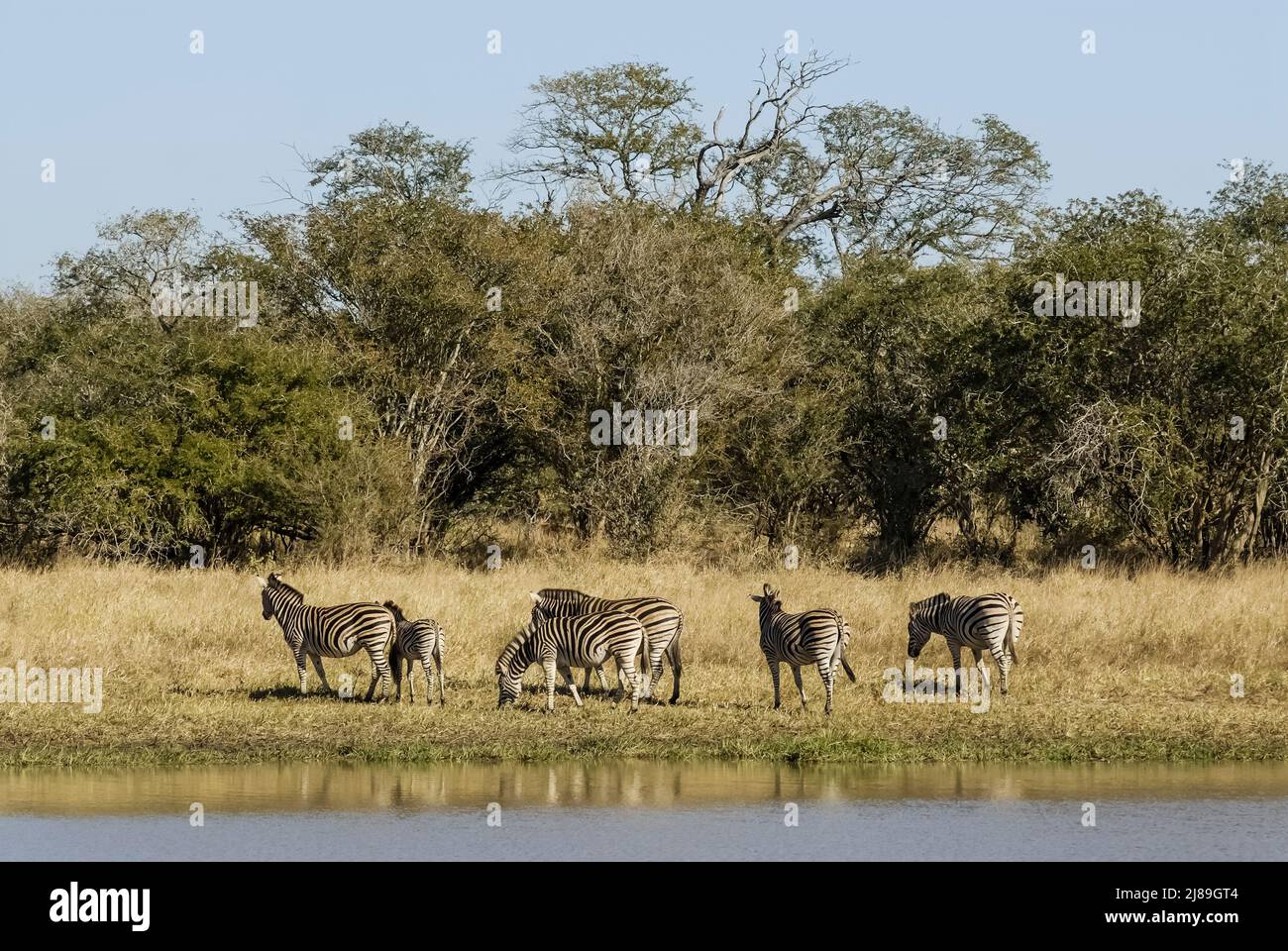 Zebra in Savannah environment, Kruger National Park, South Africa Stock ...