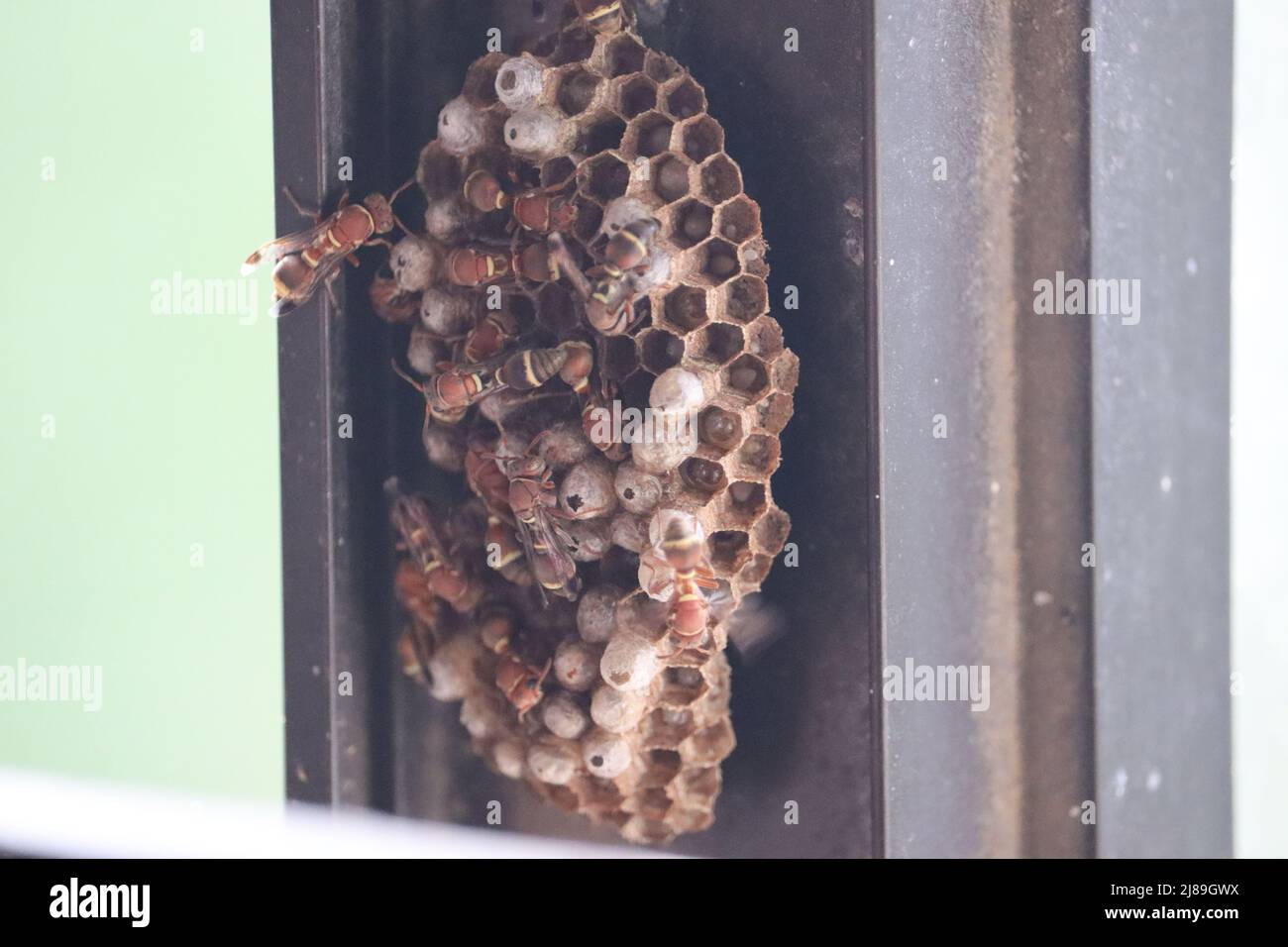 Paper wasp colony being built by the worker wasps. The hexagonal cells ...